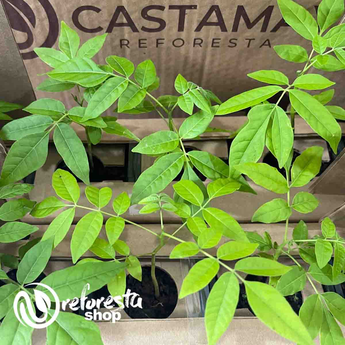 Arbolitos de CEDRO (Cedrela odorata) - 20 pack – ReforestaShop