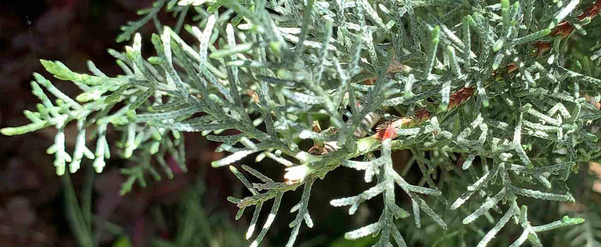 Cedro Blanco ( Cupressus lindleyi) – ReforestaShop