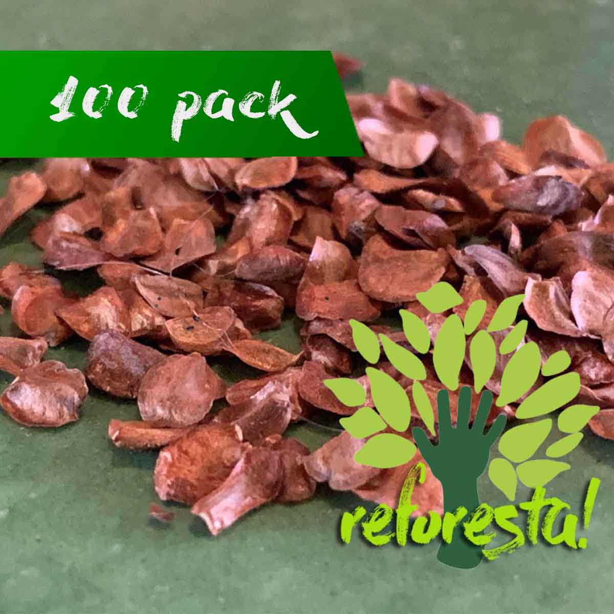 Semillas Cedro Blanco (Cupressus Lusitanica)- 100 Piezas – ReforestaShop