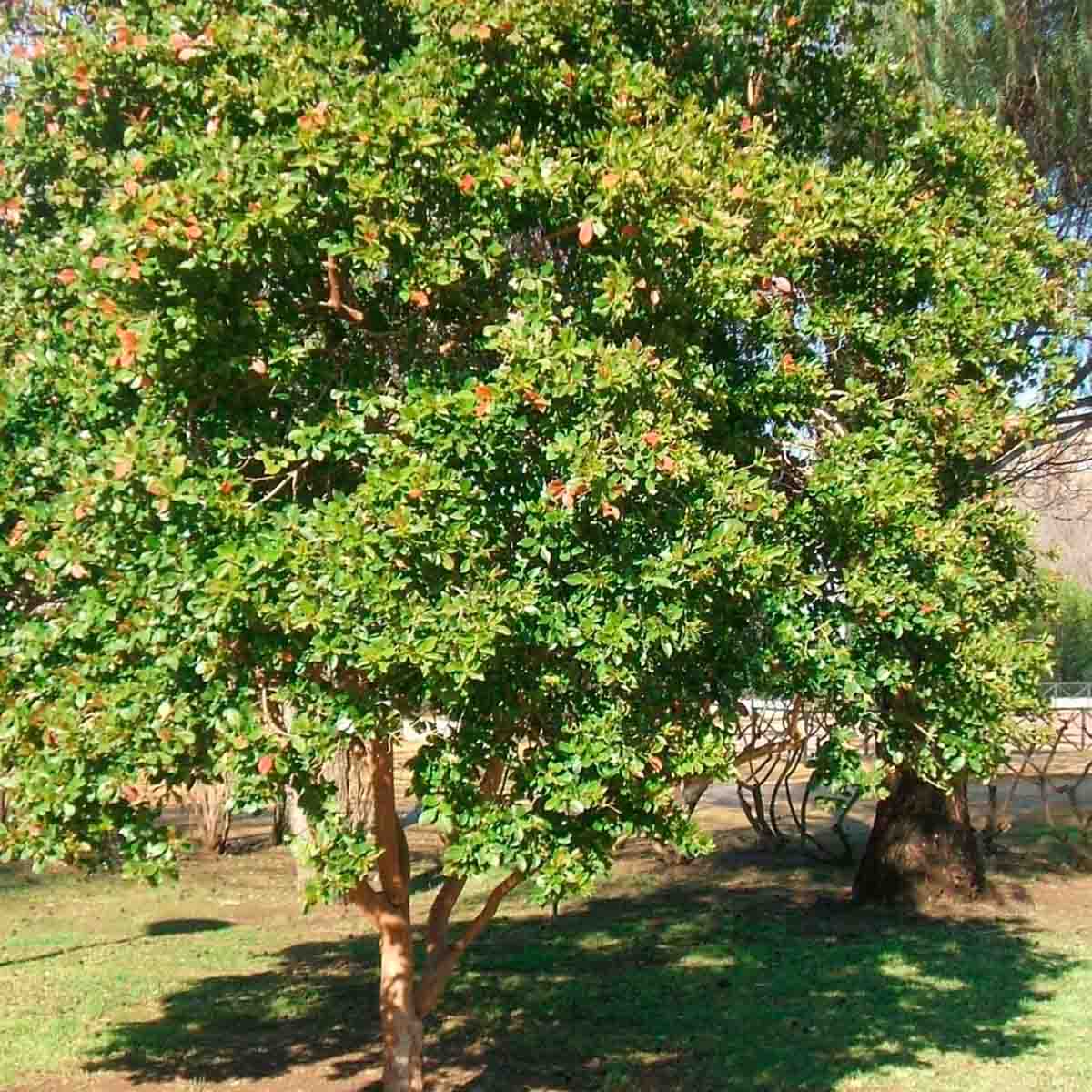 Semillas de árbol de Guayaba (Psidium Guajava) - 50 pack – ReforestaShop