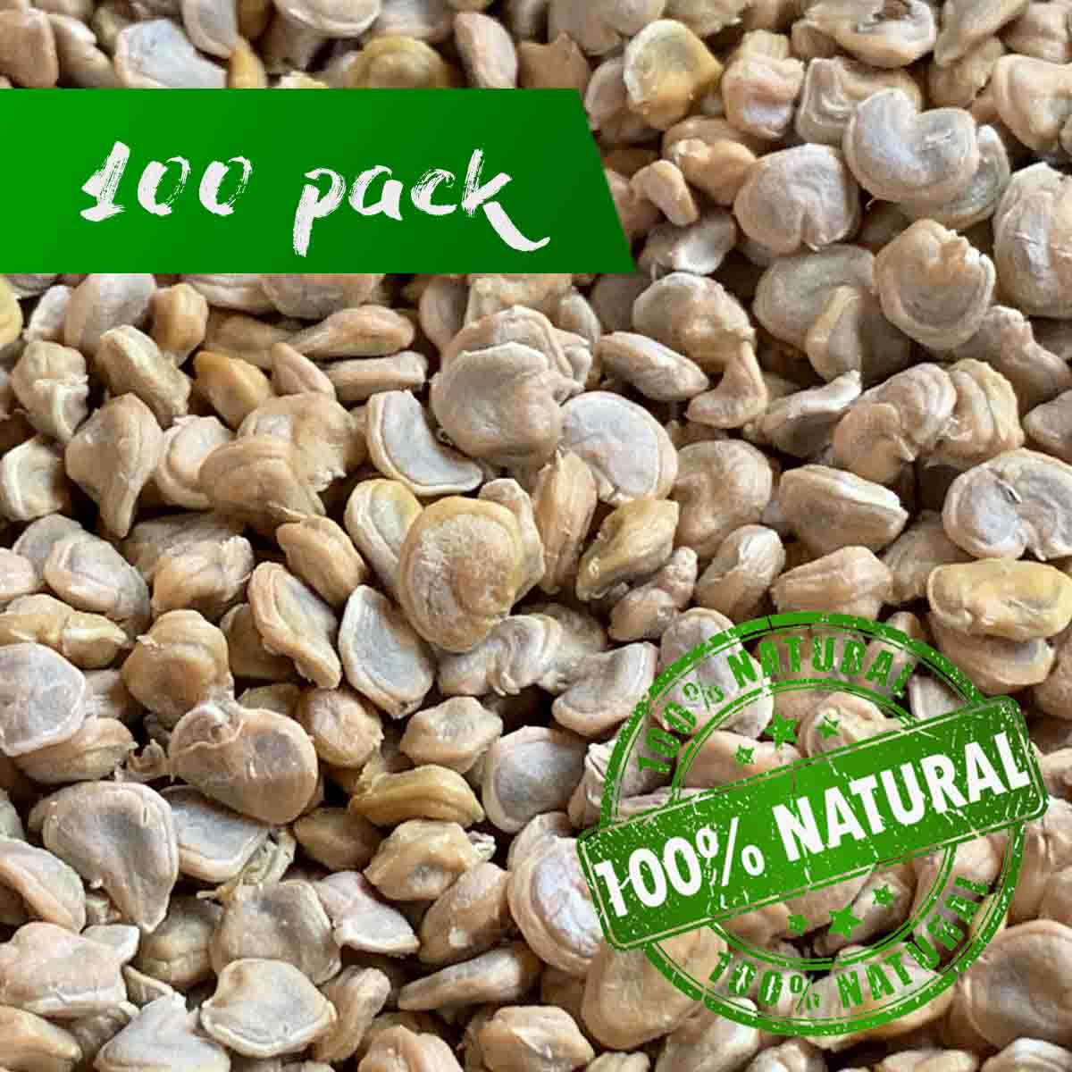 Seeds of white prickly pear nopal (Opuntia cactus) pack of 100 ...