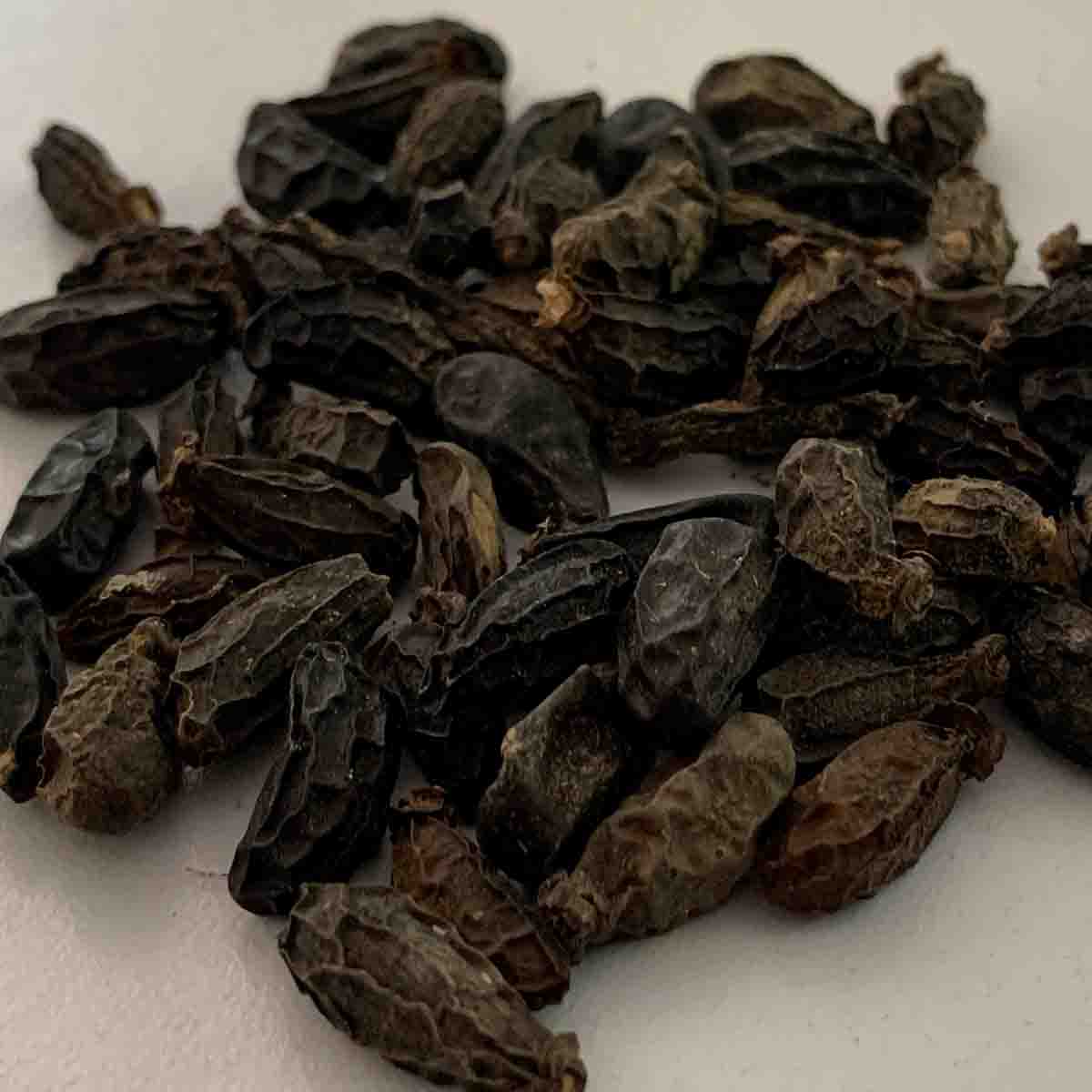 Semillas de palma Tepejilote (Chamaedorea tepejilote Liebm) - 40 pack ...