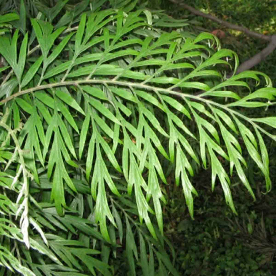 Semillas de Roble Australiano (Grevillea Robusta) - Paquete de 10 piez ...