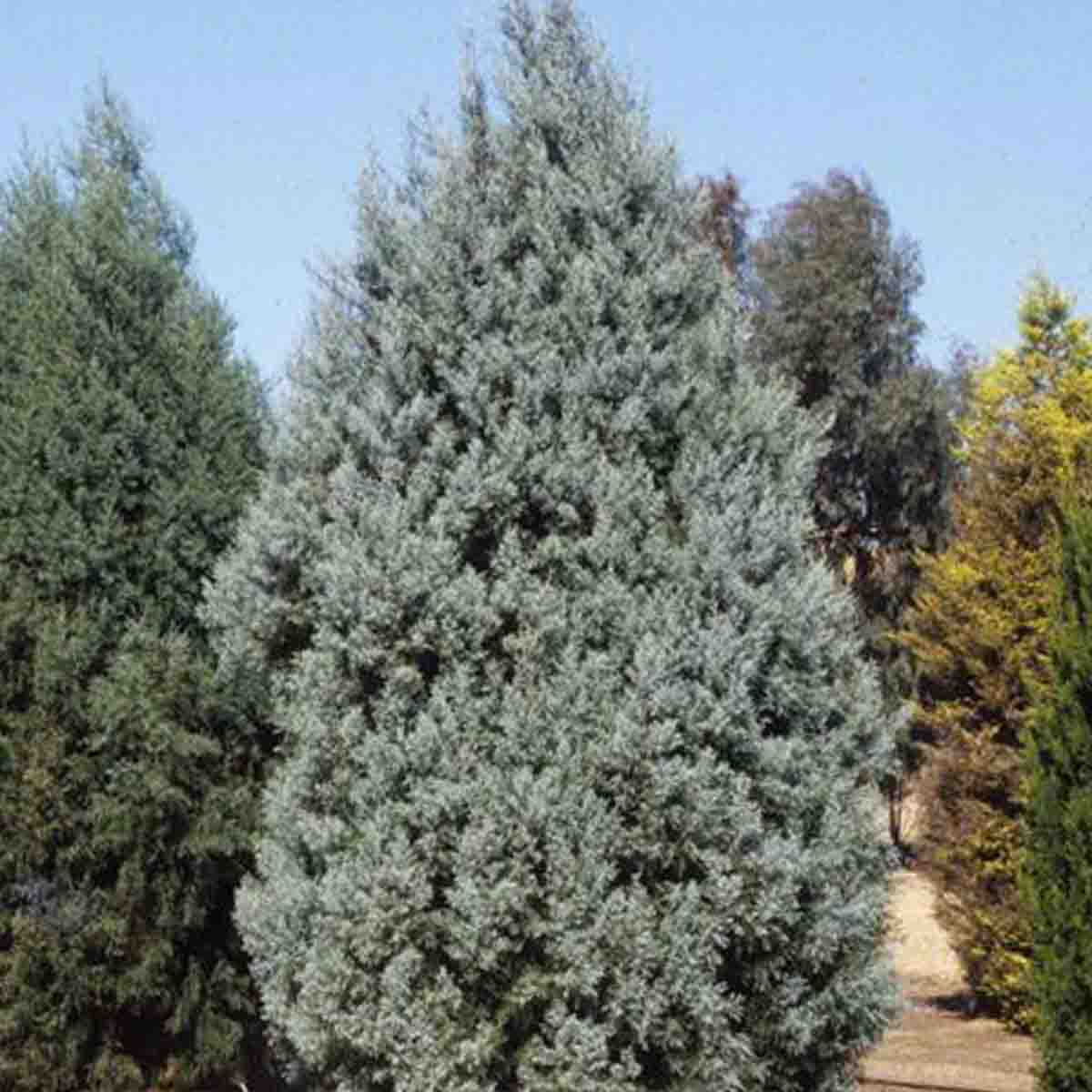 Semillas de Pino Azul (Cupressus arizonica) - paquete de 50 piezas ...