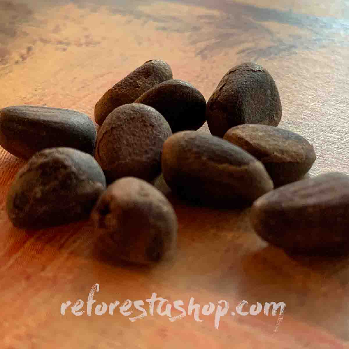 Siberian Pinion Seeds (Pinus Sibirica) - 40 pack – ReforestaShop