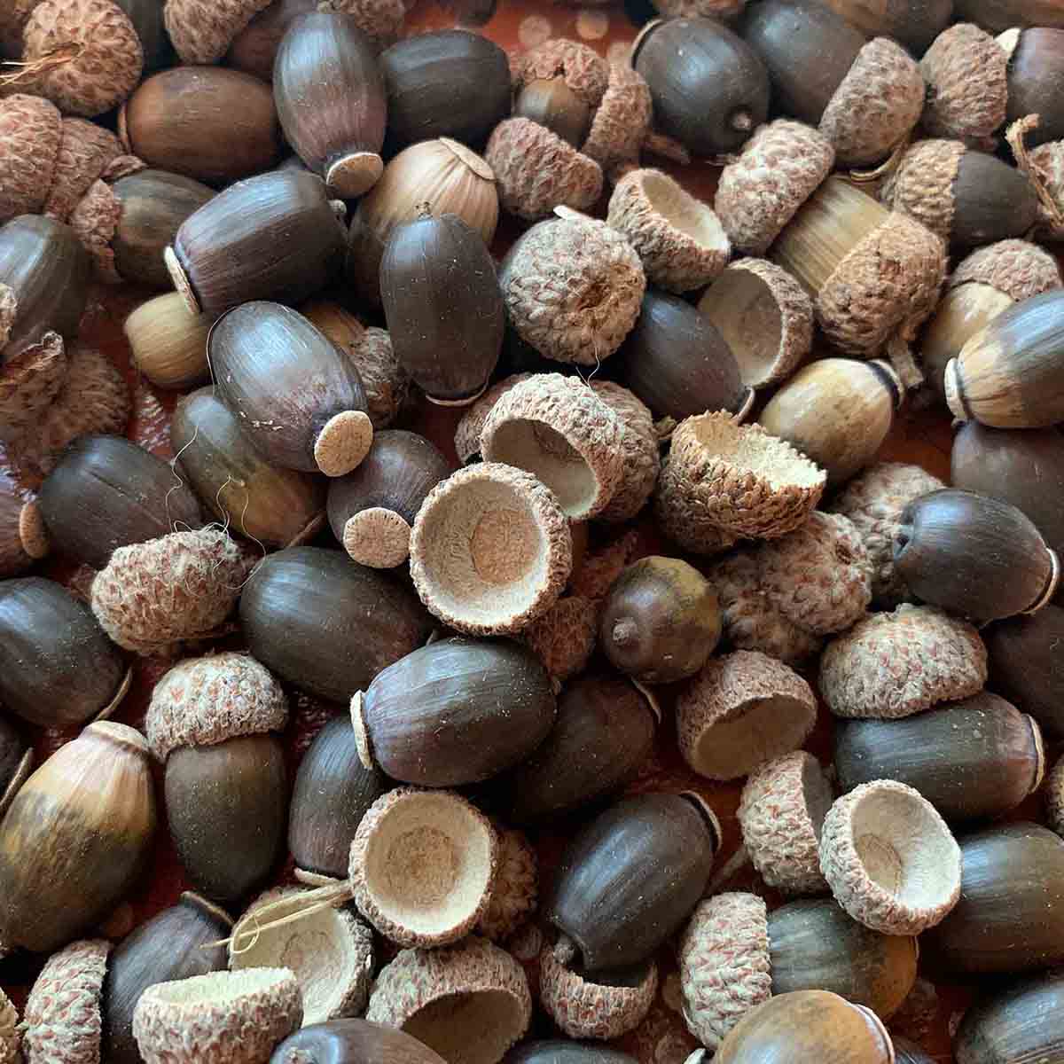 White Oak Seeds (Quercus Deserticola) - 1 pound – ReforestaShop