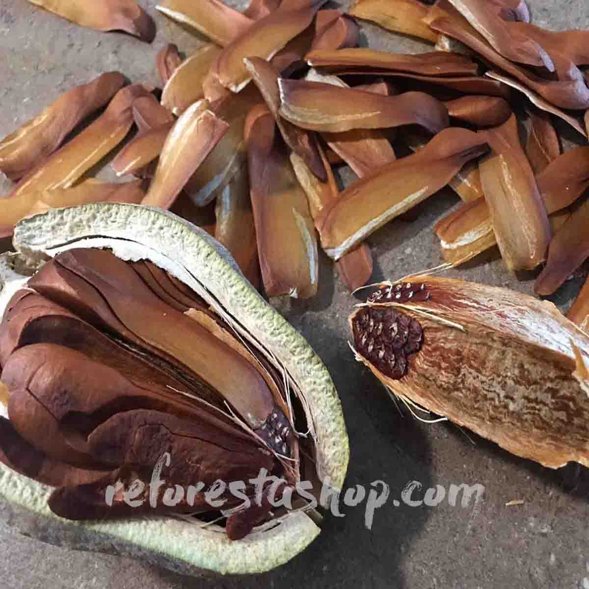 Semillas de Caoba (Swietenia macrophylla King) - 10 piezas – ReforestaShop