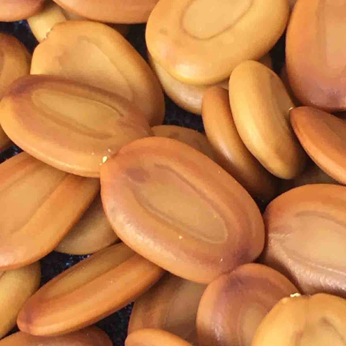 Acacia Seeds (Vachellia Cornigera) - 100 pieces pack – ReforestaShop